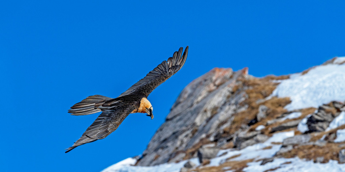 Wilde Biologie: Bartgeier in Berchtesgaden | alpin.de