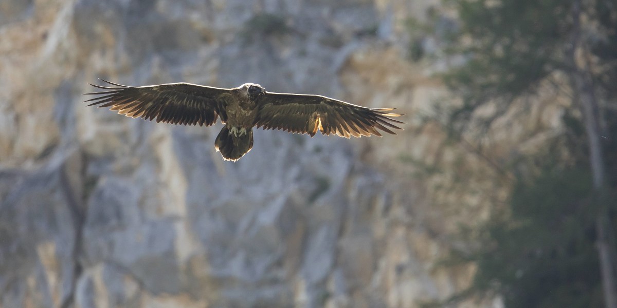Ausgewilderte Bartgeier zurück im Nationalpark Berchtesgaden