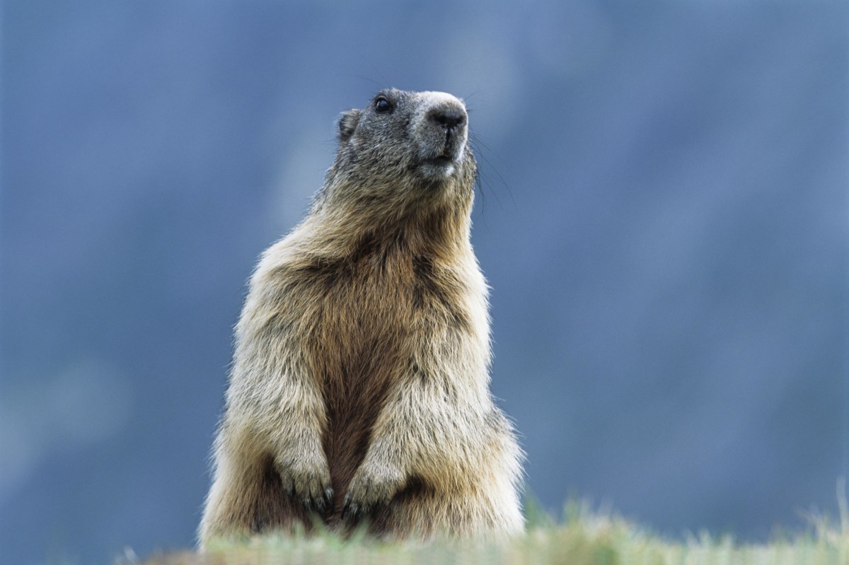 Von klein bis groß: 8 Alpentiere und ihre Besonderheiten