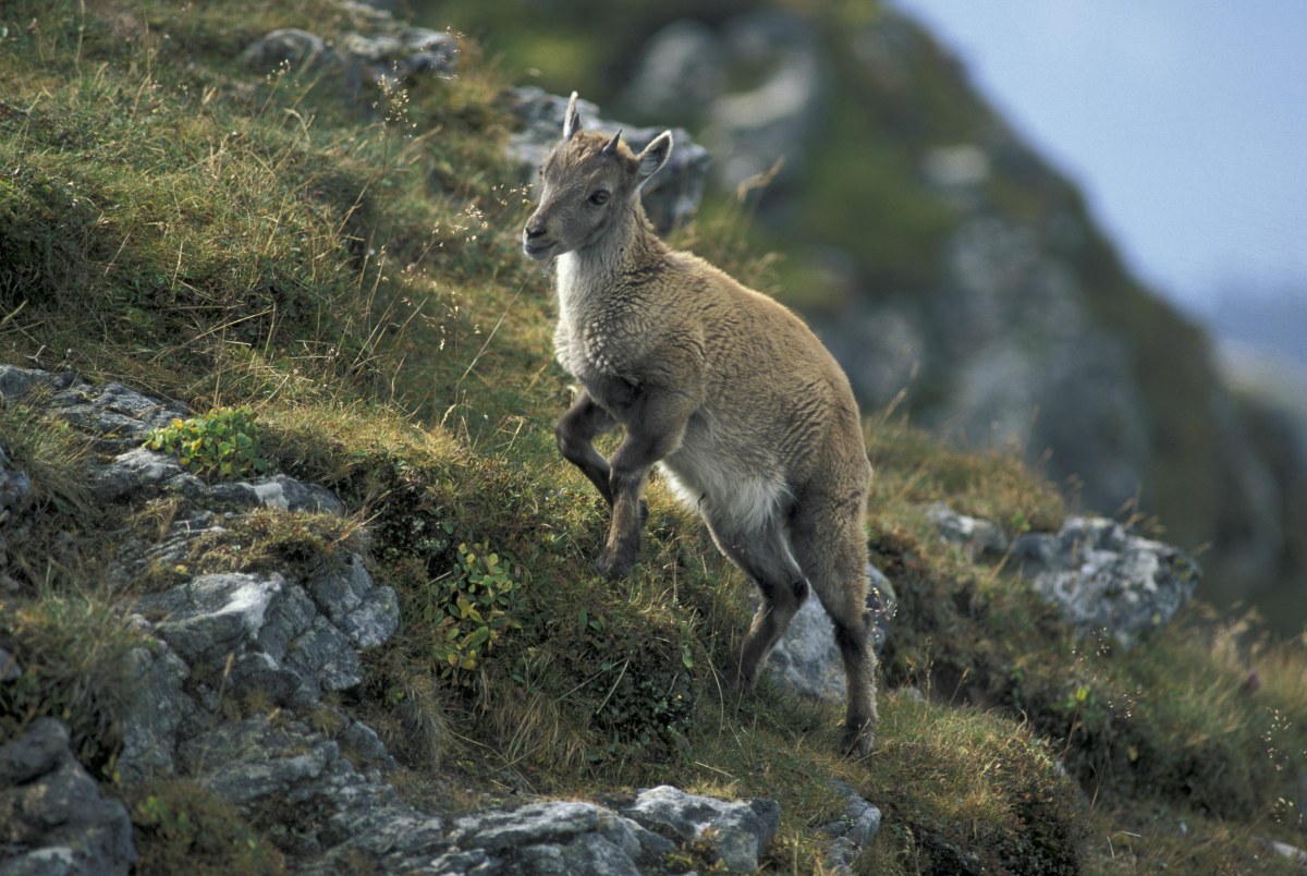 Tiere der Alpen: Vom Alpensalamander zum Steinbock
