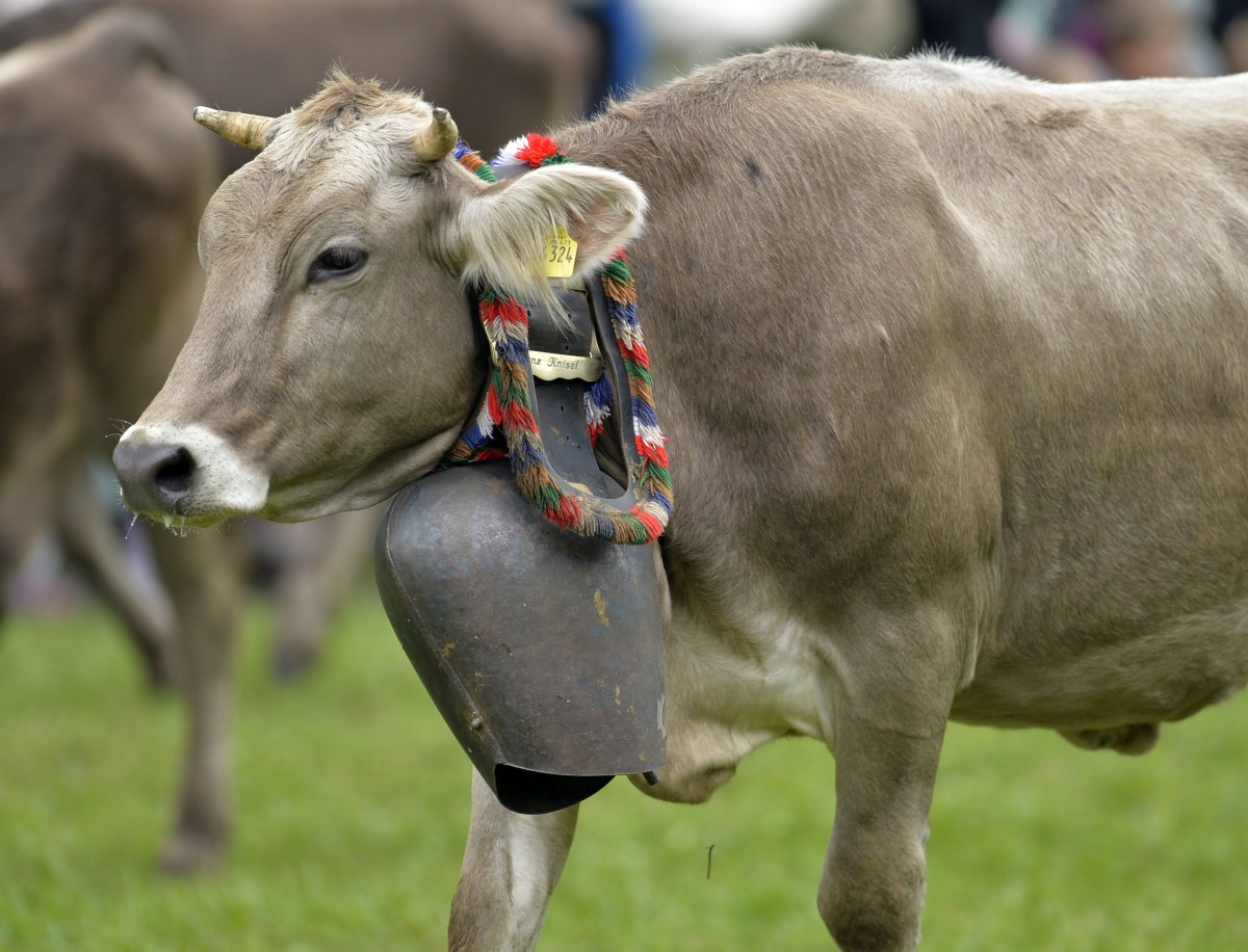 Tierschützer kämpfen weiter gegen Kuhglocken