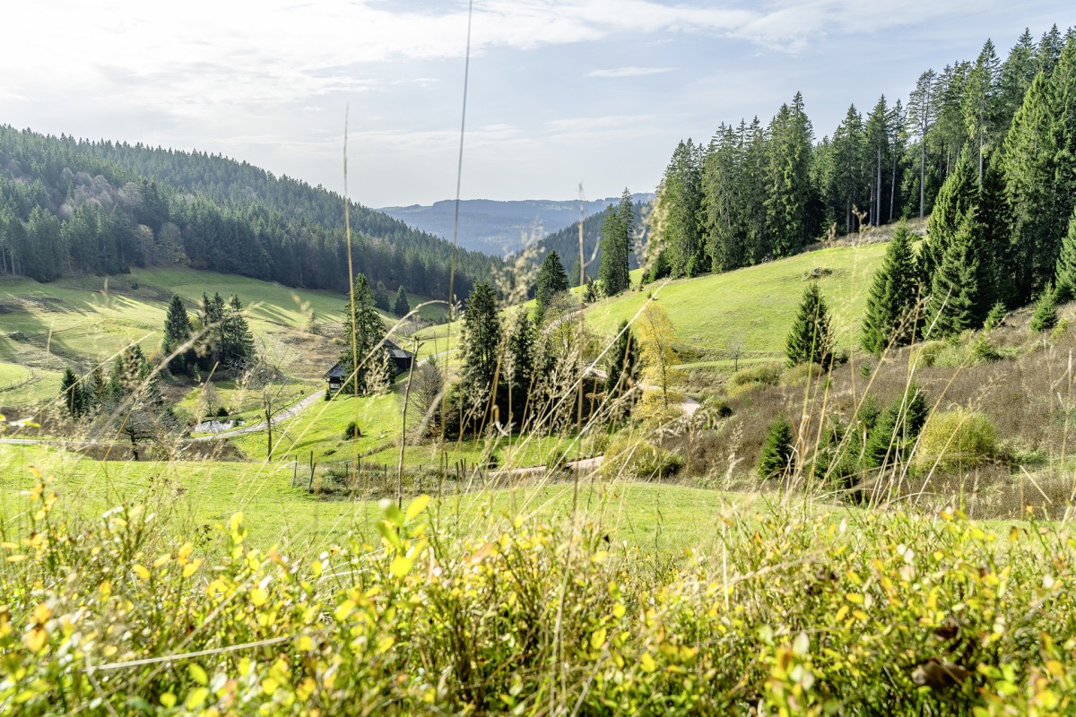 Wander-Klassiker im Schwarzwald: Der Schluchtensteig