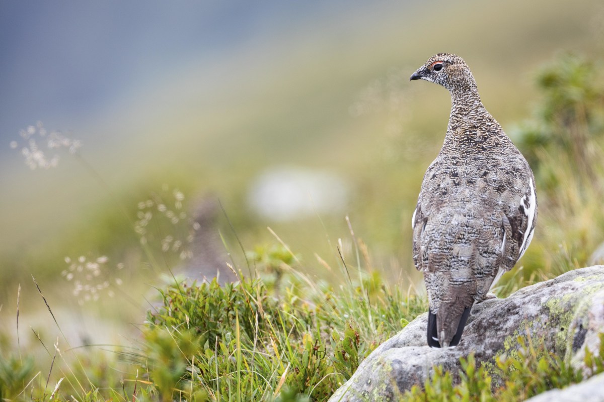 Tiere der Alpen: Vom Alpensalamander zum Steinbock